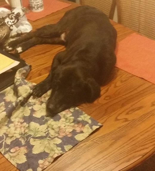 Lost My Princess - Page 1 • GIMP Chat