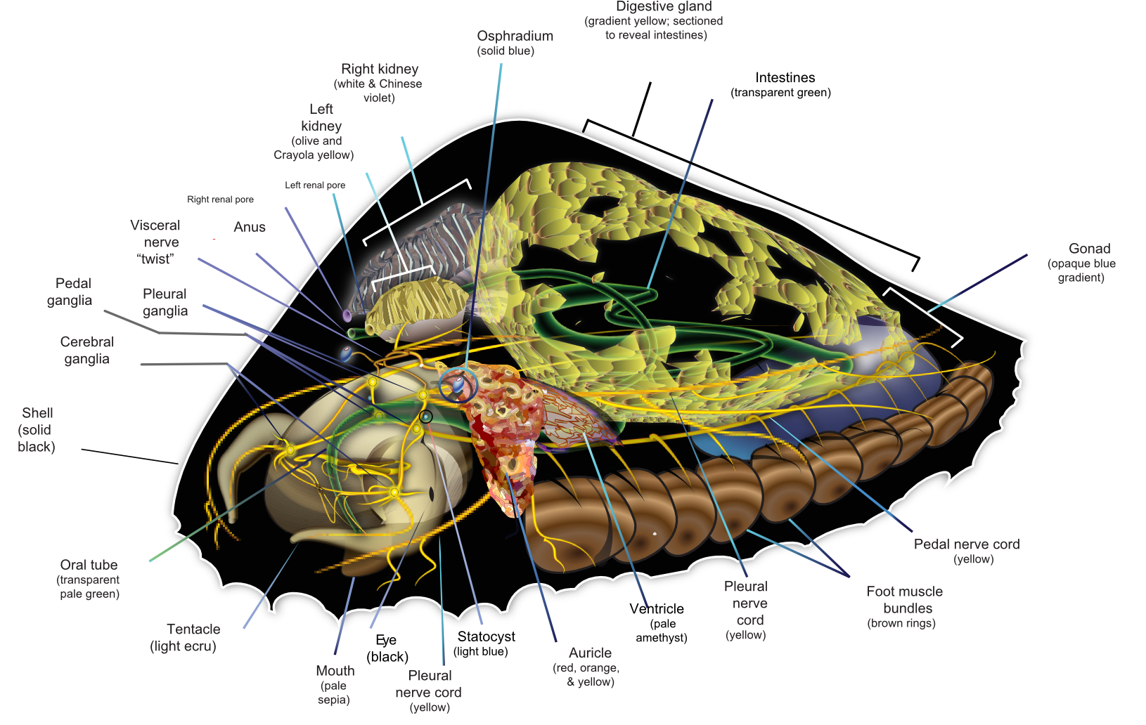 Directional gradient along a path - Page 2 • GIMP Chat